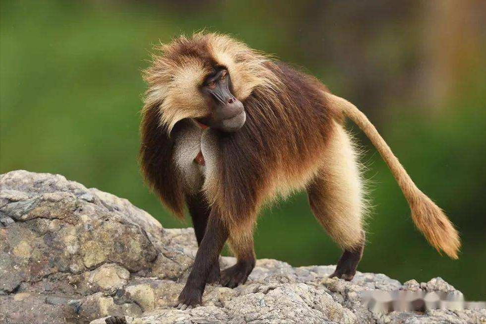The 10 Most Terrifying Monkeys in the World - iNEWS