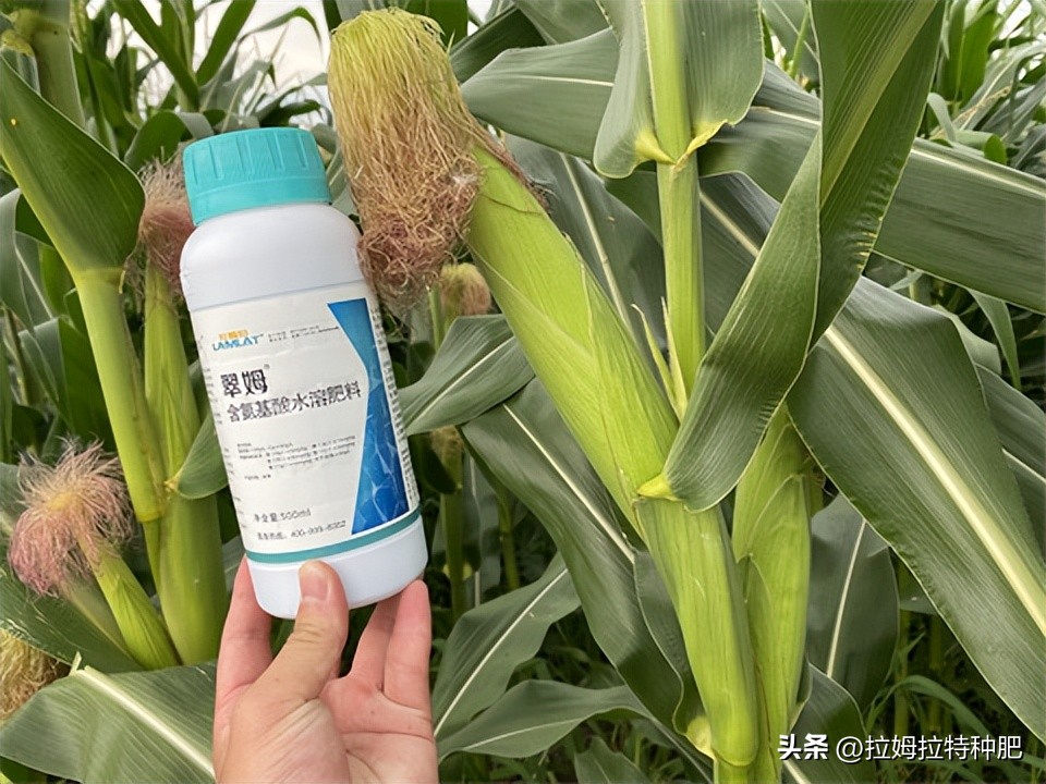 What kind of foliar fertilizer to use in corn to increase yield - iNEWS