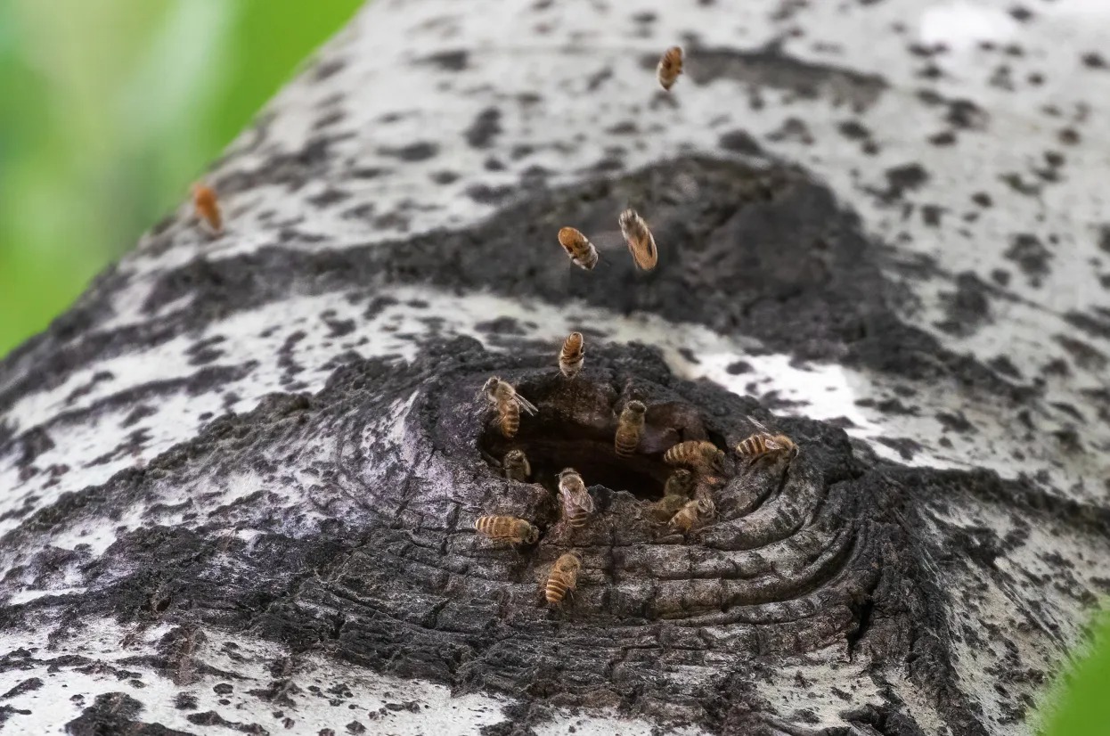 Why are there always bees flying around you?In fact, the behavior of ...