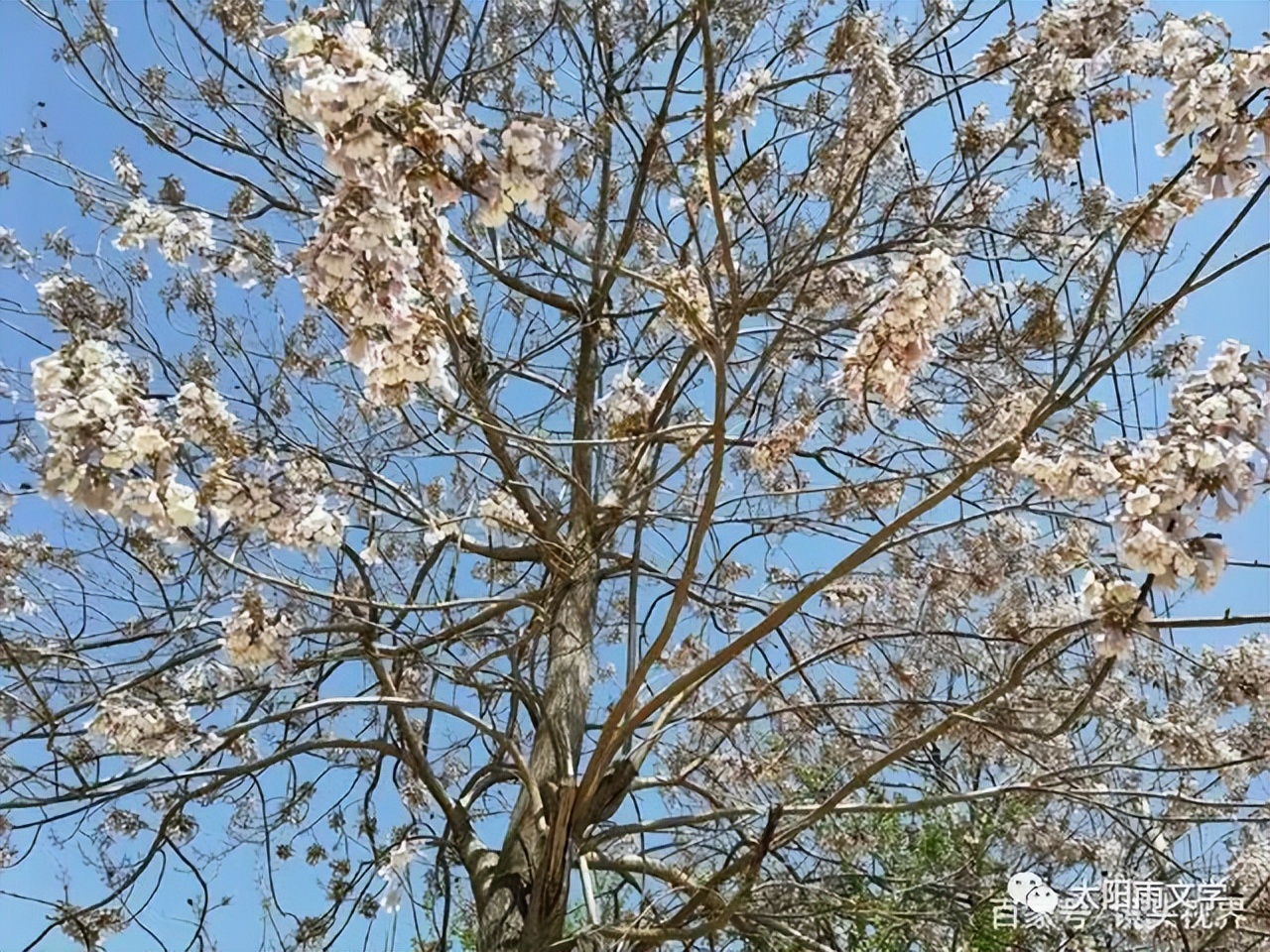 Geng Li: Father pulled out the infusion set - iNEWS