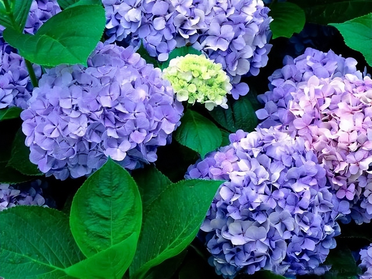 Tell you the "method" of hydrangea maintenance, without rotten roots ...