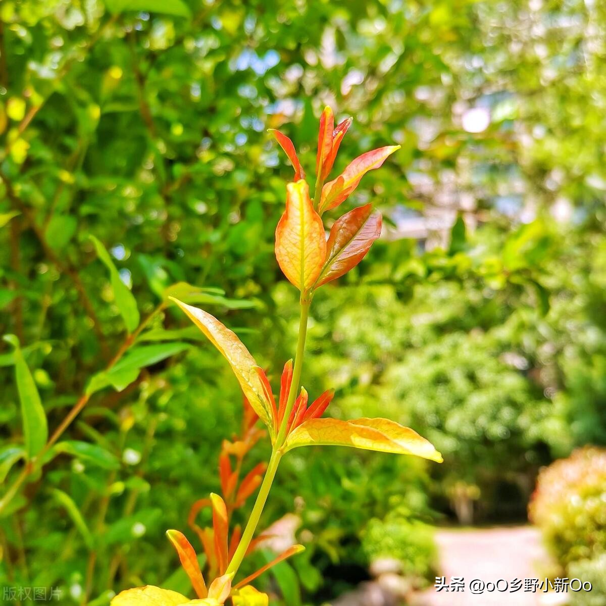 The cultivation methods and precautions of red nan will help you ...