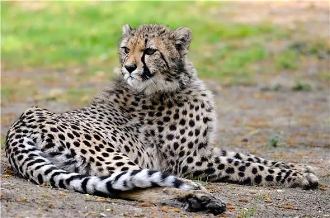 Inventory of 10 species of big cats, 10,000 times more dangerous than ...