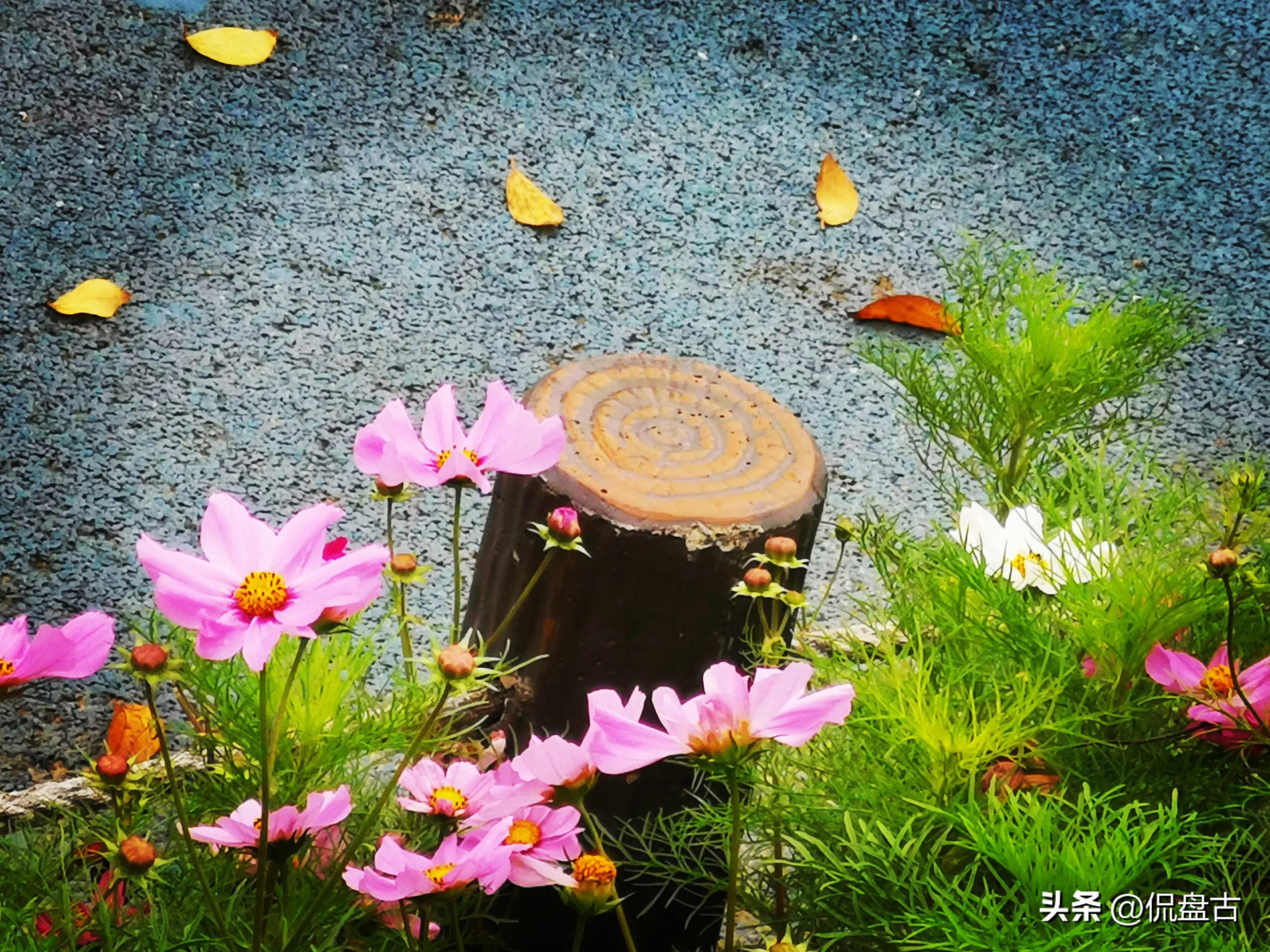 The mother-of-pearl bed and babu bed in the world of "Jin Ping Mei ...
