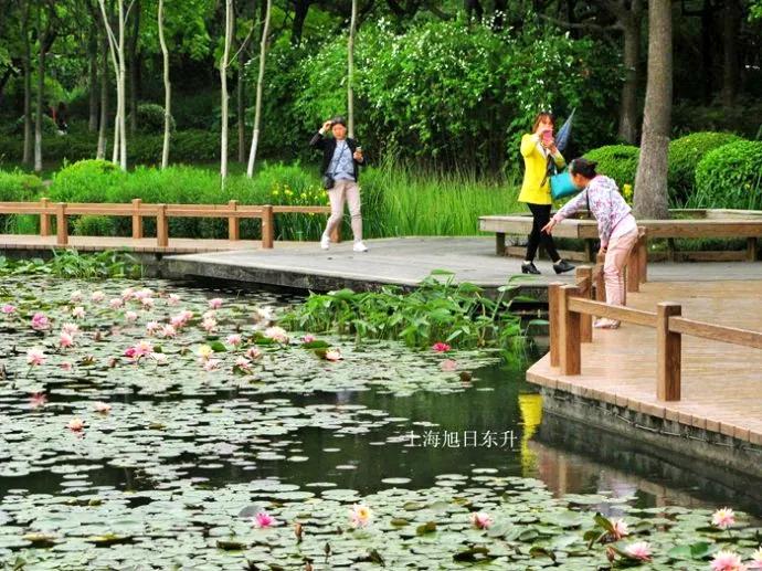The water lilies next to the thousand-meter plank road in Minhang ...
