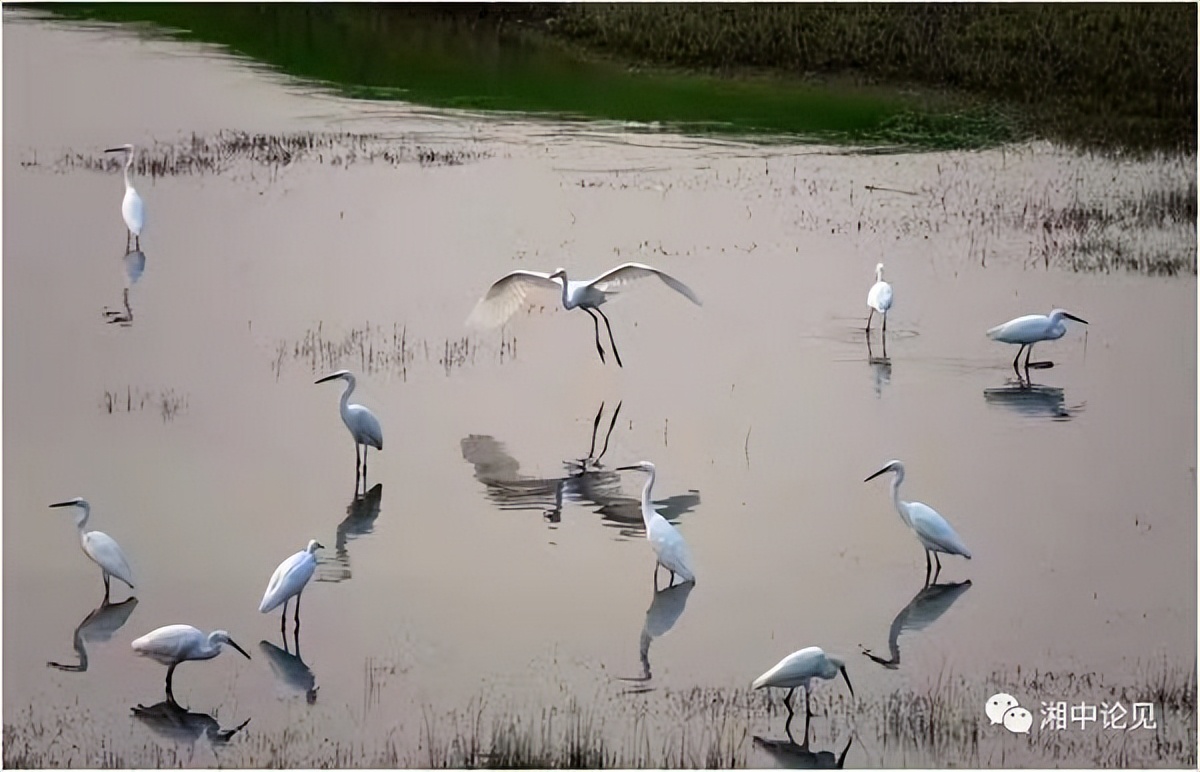 Longwan Wetland by the Zishui River - iNEWS