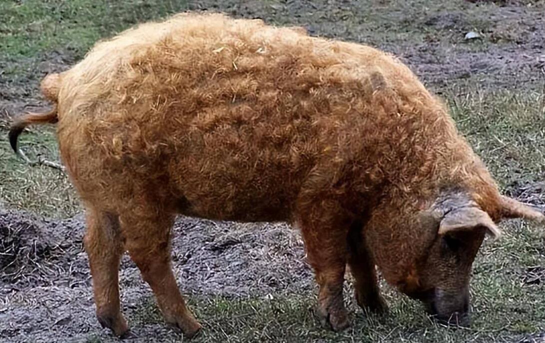 How miserable are the offspring of wild animals interbreeding across ...