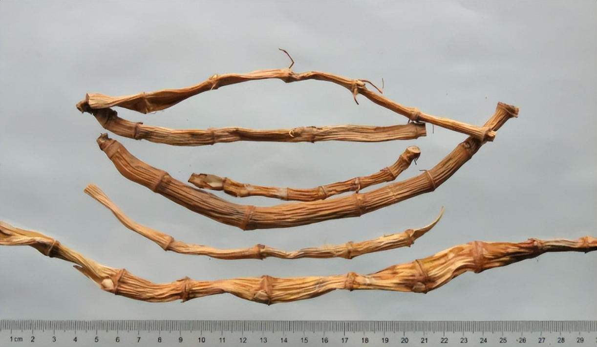 Take you to identify reed root - iNEWS