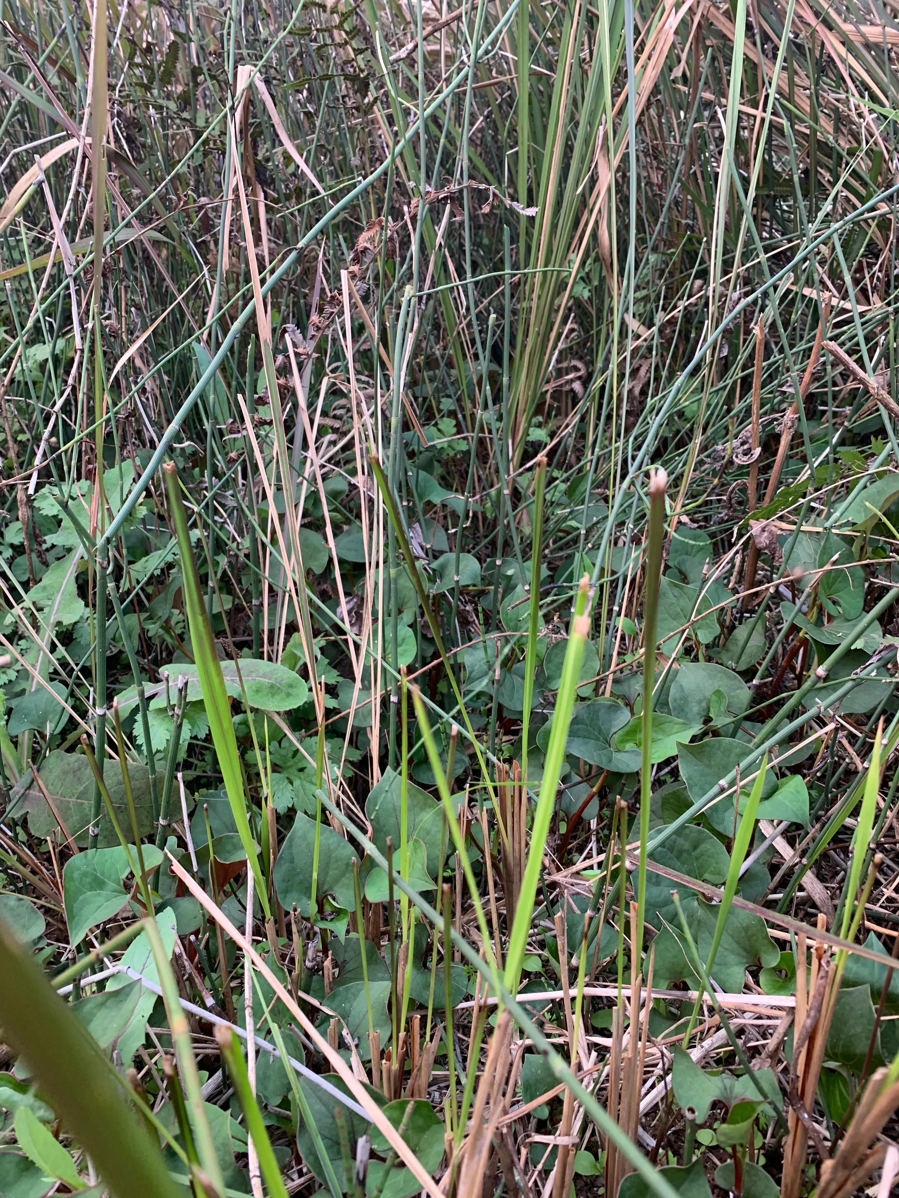 wild folded ear root - iNEWS