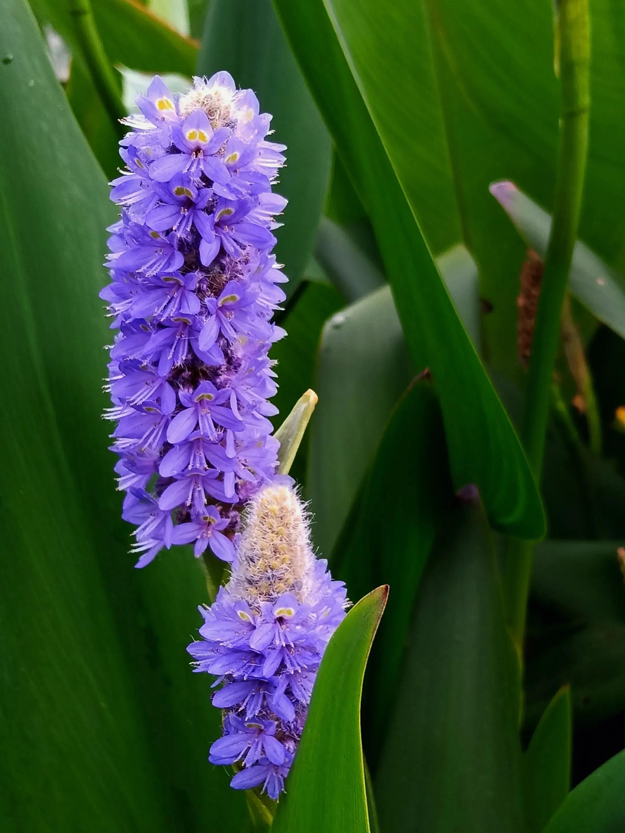 Barracuda grass - sea life flower - iNEWS