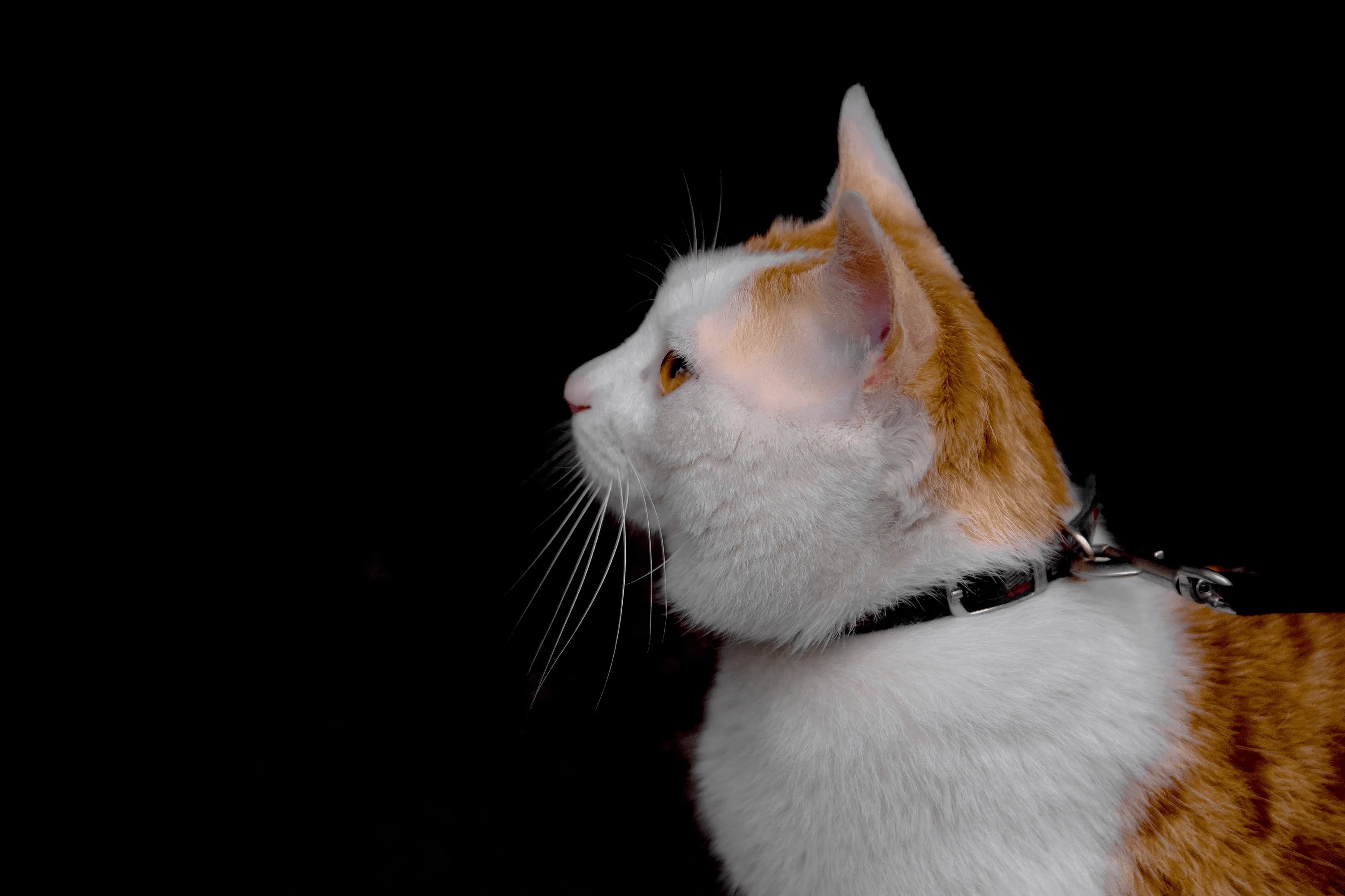 Learn a few tricks to cure disobedient cats and not be afraid of being ...