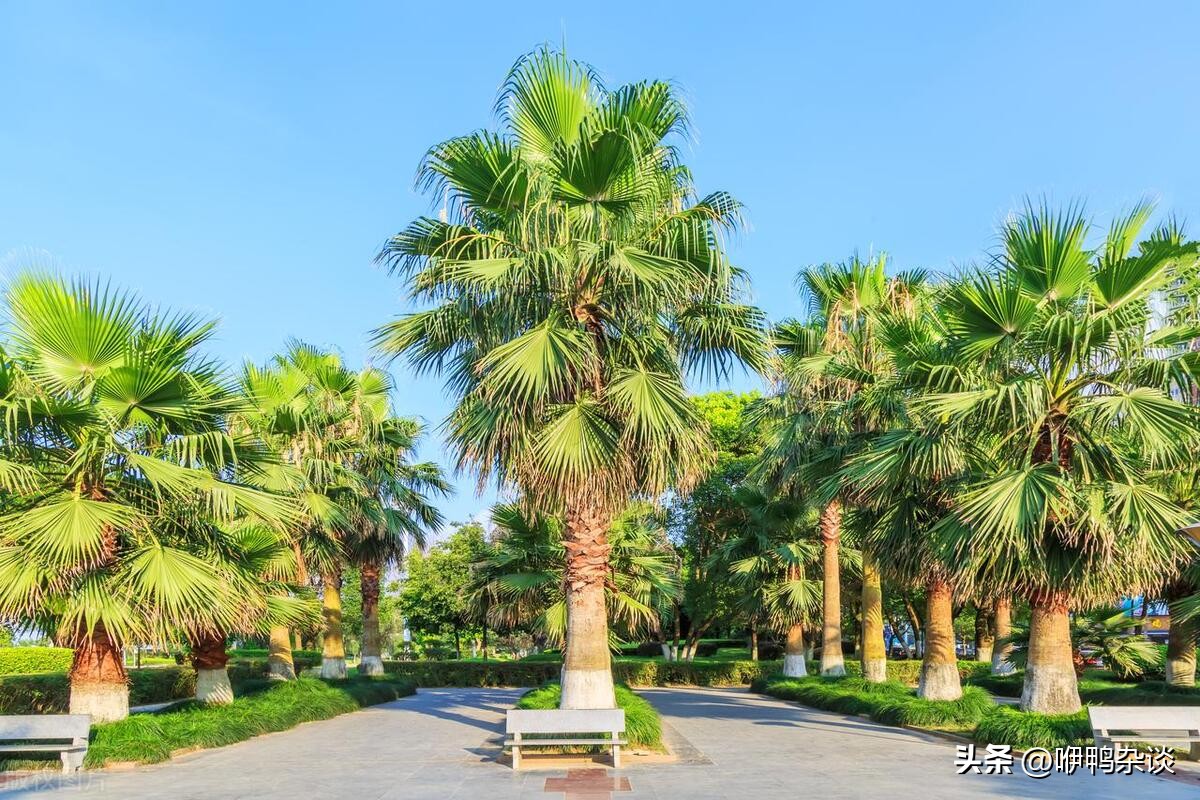 What is the difference between coconut water, coconut milk, and coconut ...