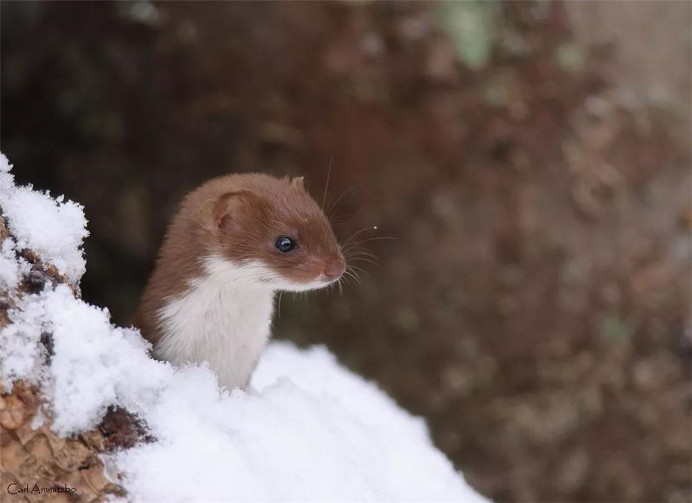 The weasel catches more than 3,000 rats a year, and can kill prey ten ...