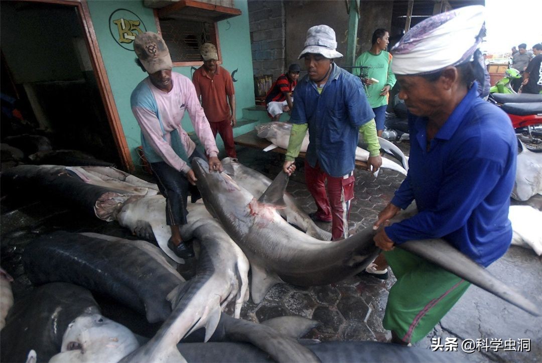 Why do humans only eat shark fins, but rarely hear about eating shark ...