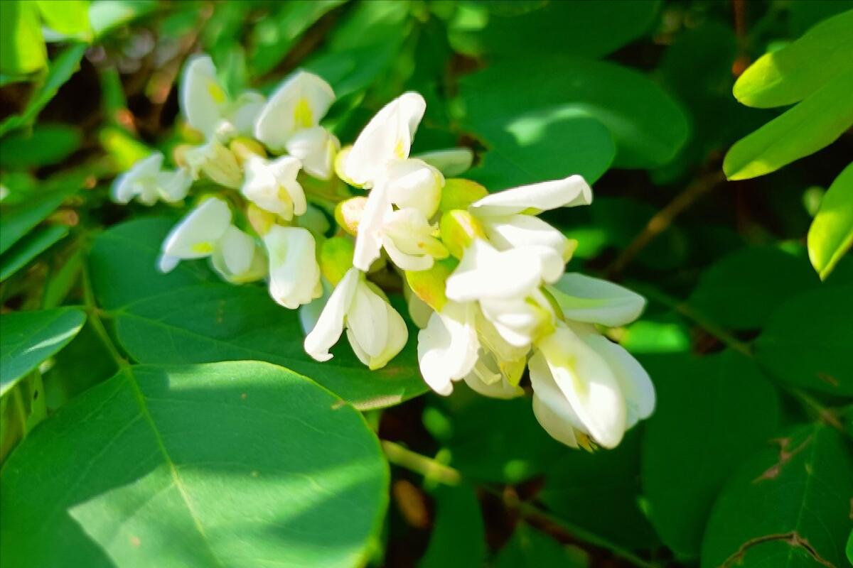 Known as "penicillin on the tree", it reduces fire and kills bacteria ...