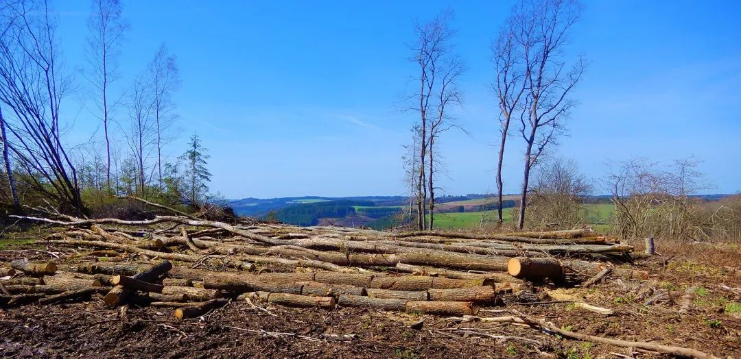 The truth about the paper industry and “deforestation” - iNEWS