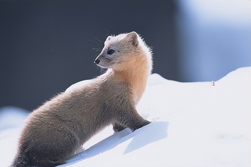 Sable, cute elf, treasure of Xinjiang! - iNEWS