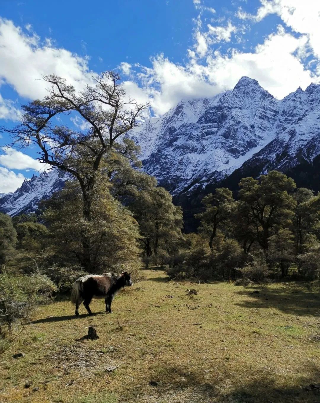 Jinling Township is as beautiful as the West, surrounded by snow-capped ...