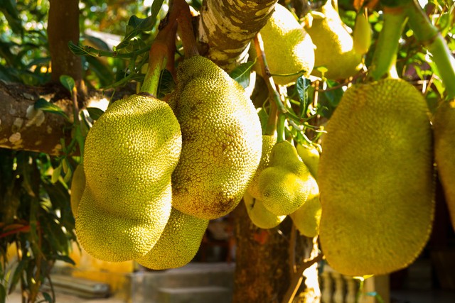 It is extremely rare that jackfruit is listed as the most unpalatable ...