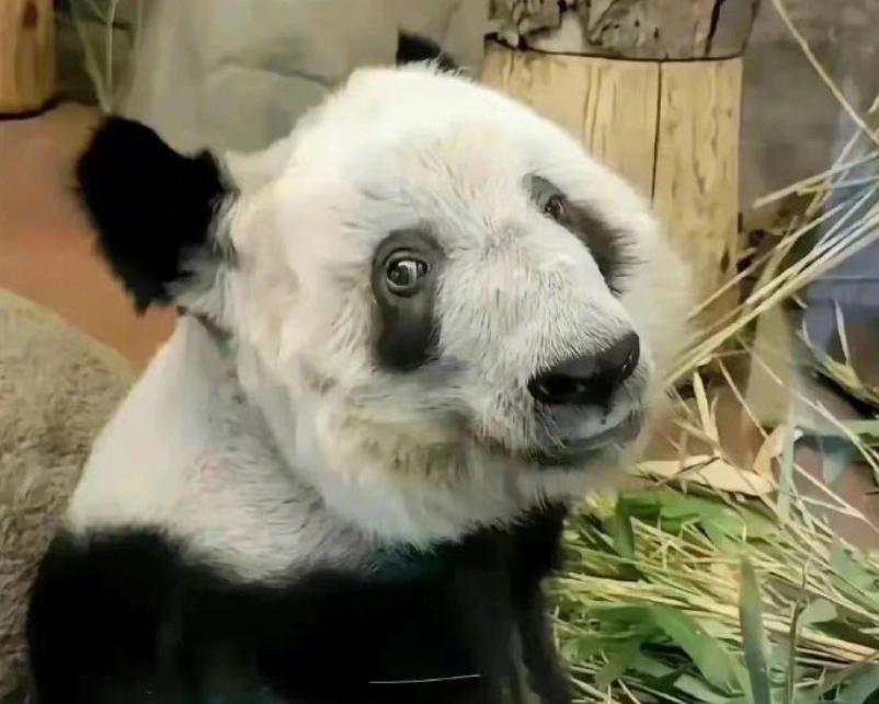 Fearing that Yaya, a giant panda in the United States, would not ...