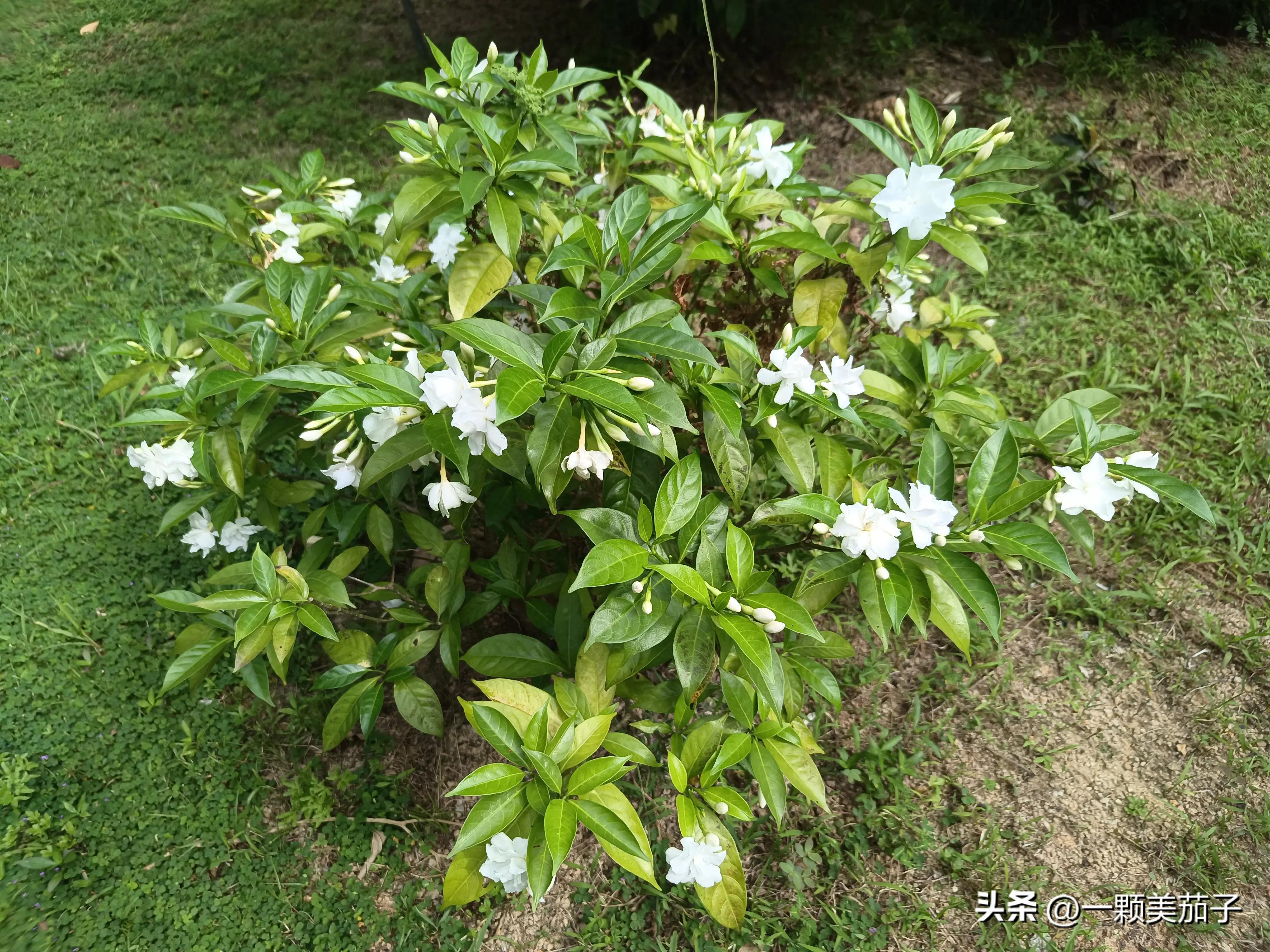 There is really a flower called "tofu flower", also called "dog tooth ...