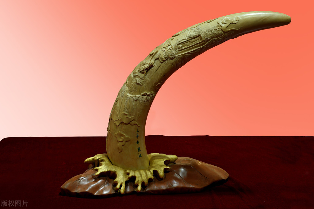 Why do people love ivory? What can ivory do? - iNEWS