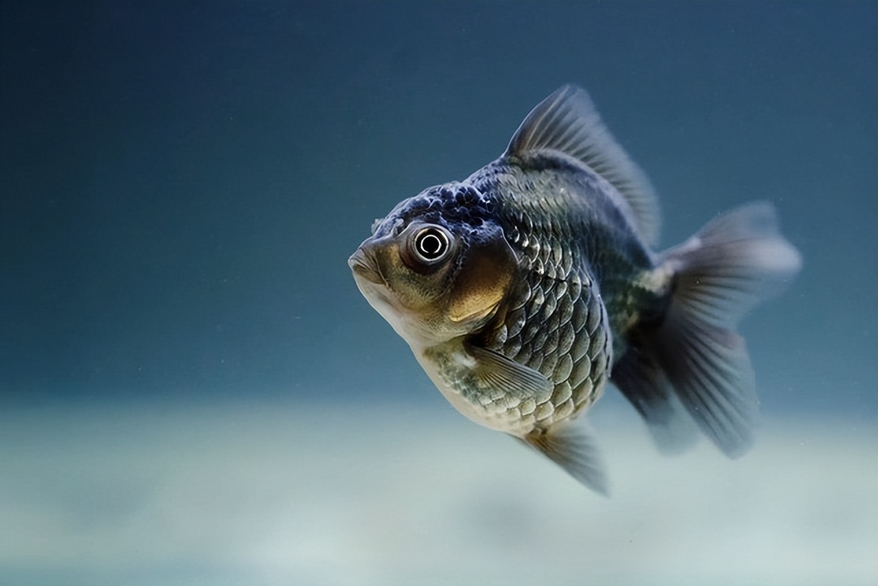"From fish to man" has key evidence! 400 million years ago, our ...