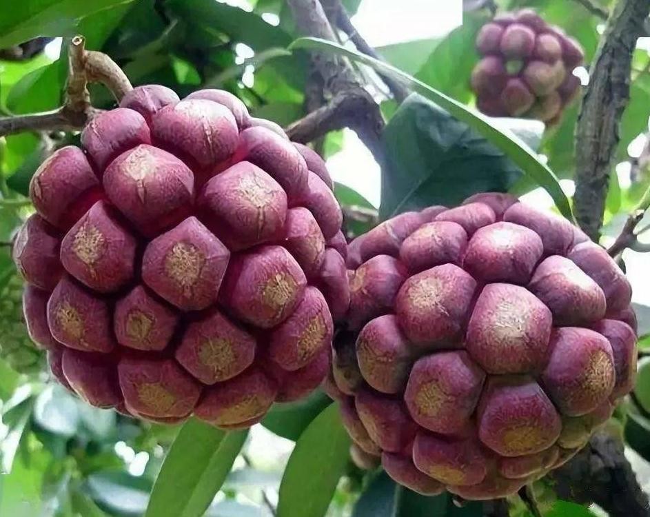 The 5 most expensive fruits in the world, if you have eaten one of them ...