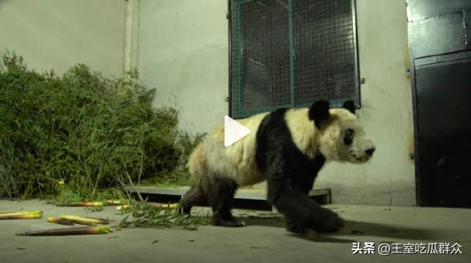 Yaya made the Shanghai Zoo popular! Panda economy becomes a new term ...