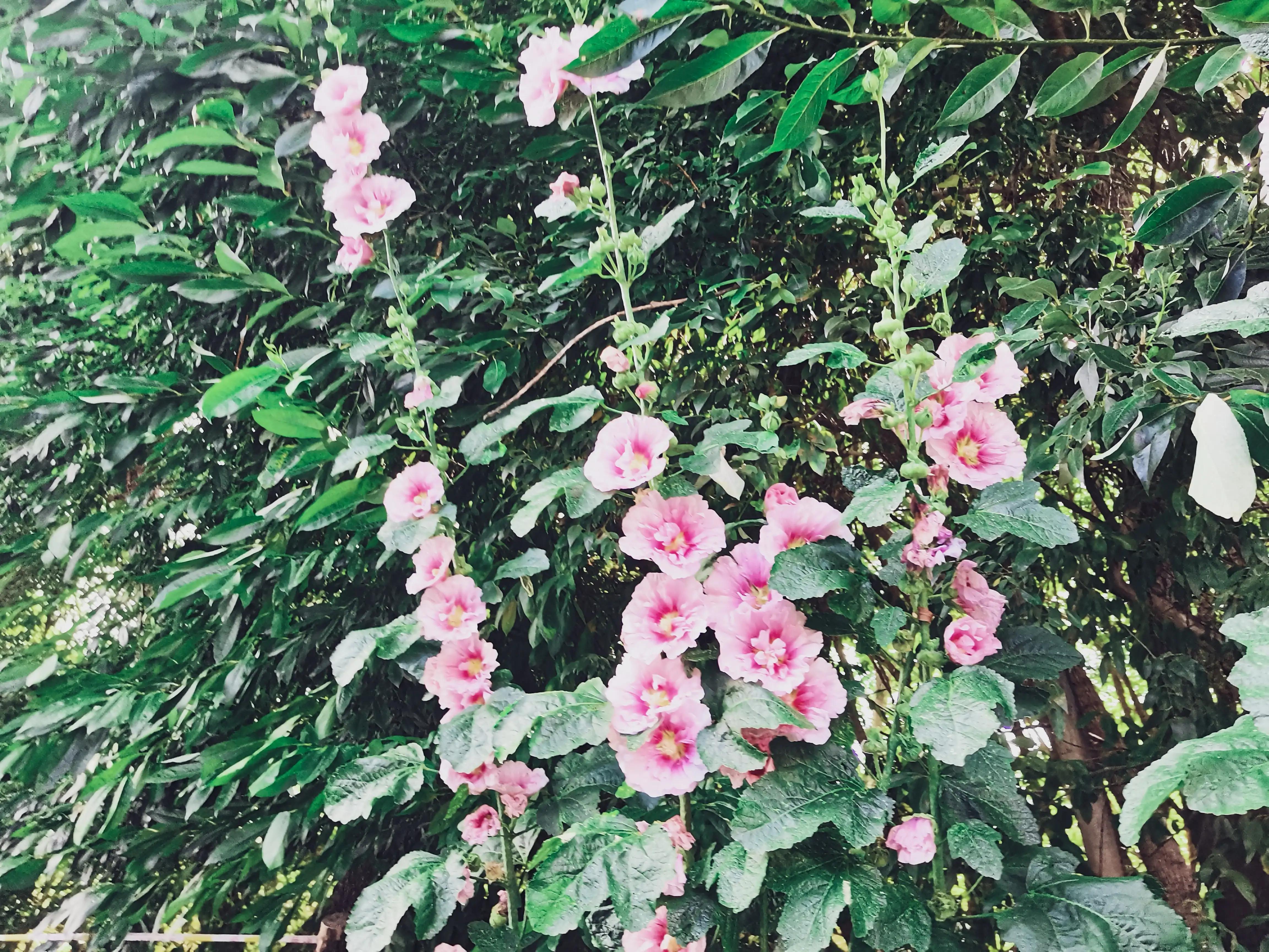 In midsummer, those flowers blooming on the plateau - iMedia