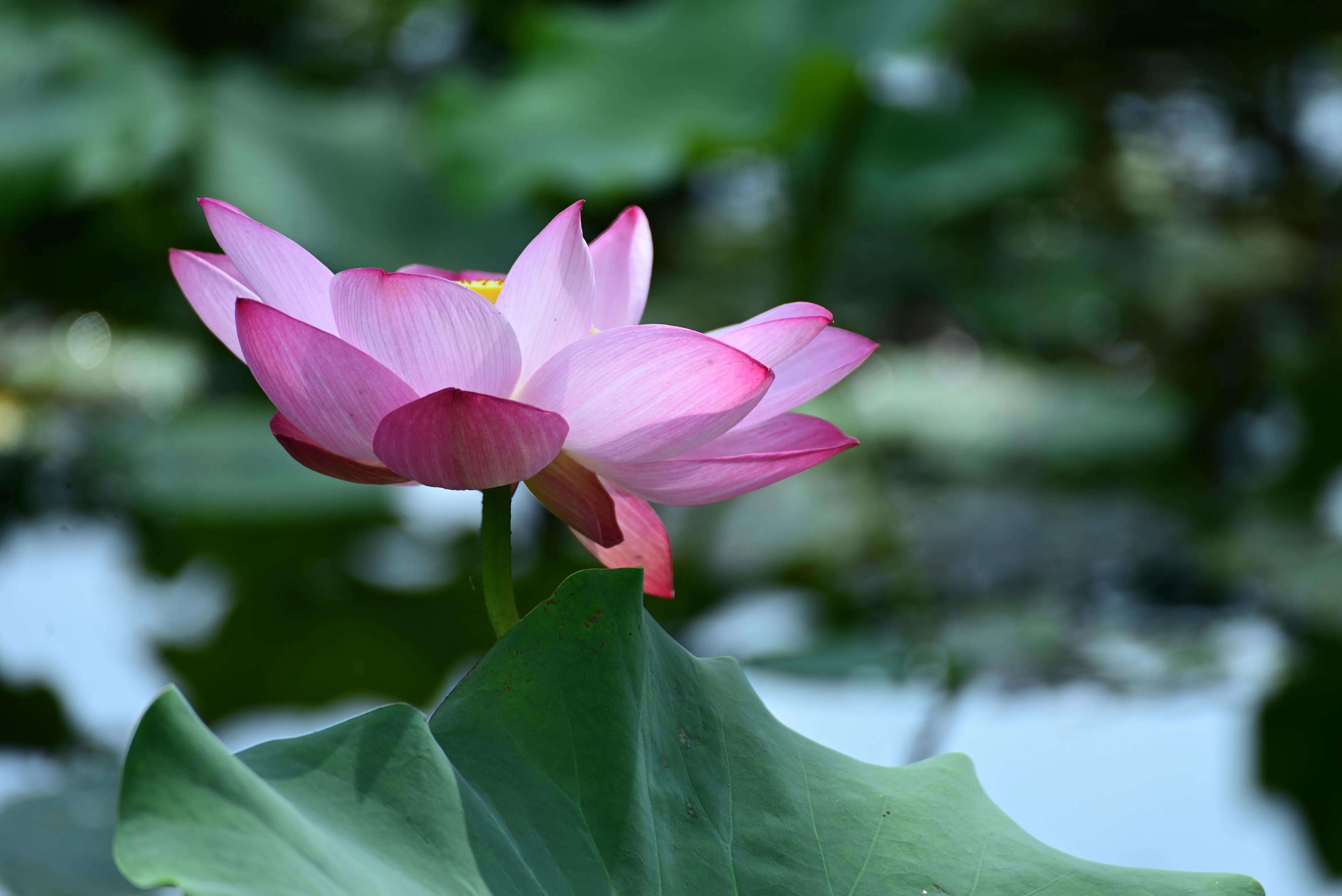 Burning lotus flowers emerge from the water (No. 119) - iNEWS