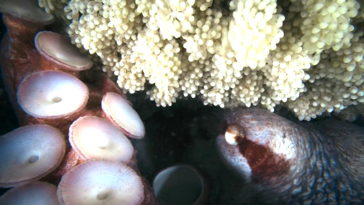 The Giant Pacific Octopus: A Great Mother - iNEWS