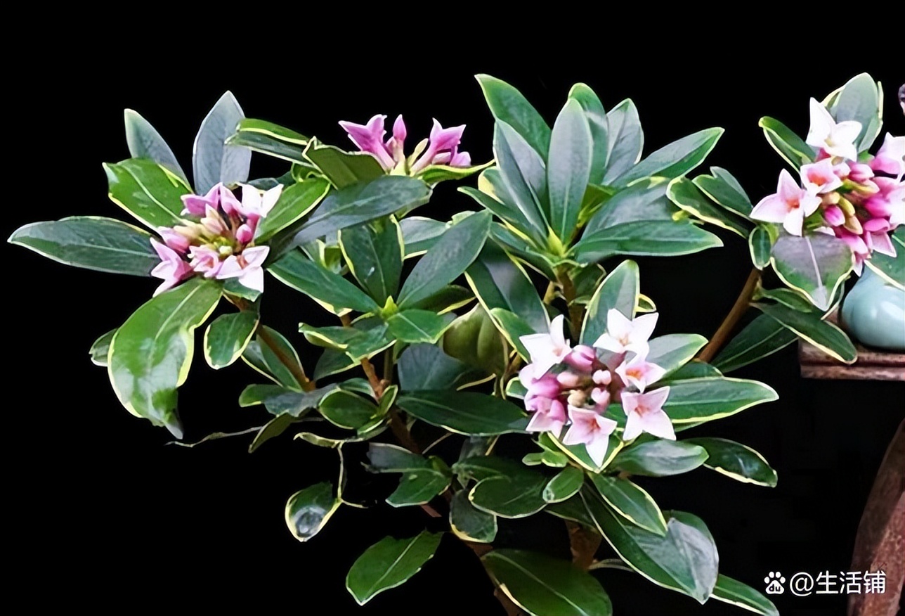 Don't cut Ruixiang flowers randomly in autumn, do it at 3 o'clock, the ...