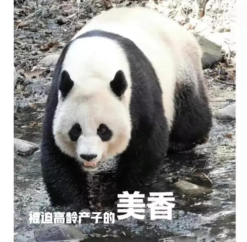 From Yuanyuan to Aibao: How does a panda mother breastfeed her baby ...