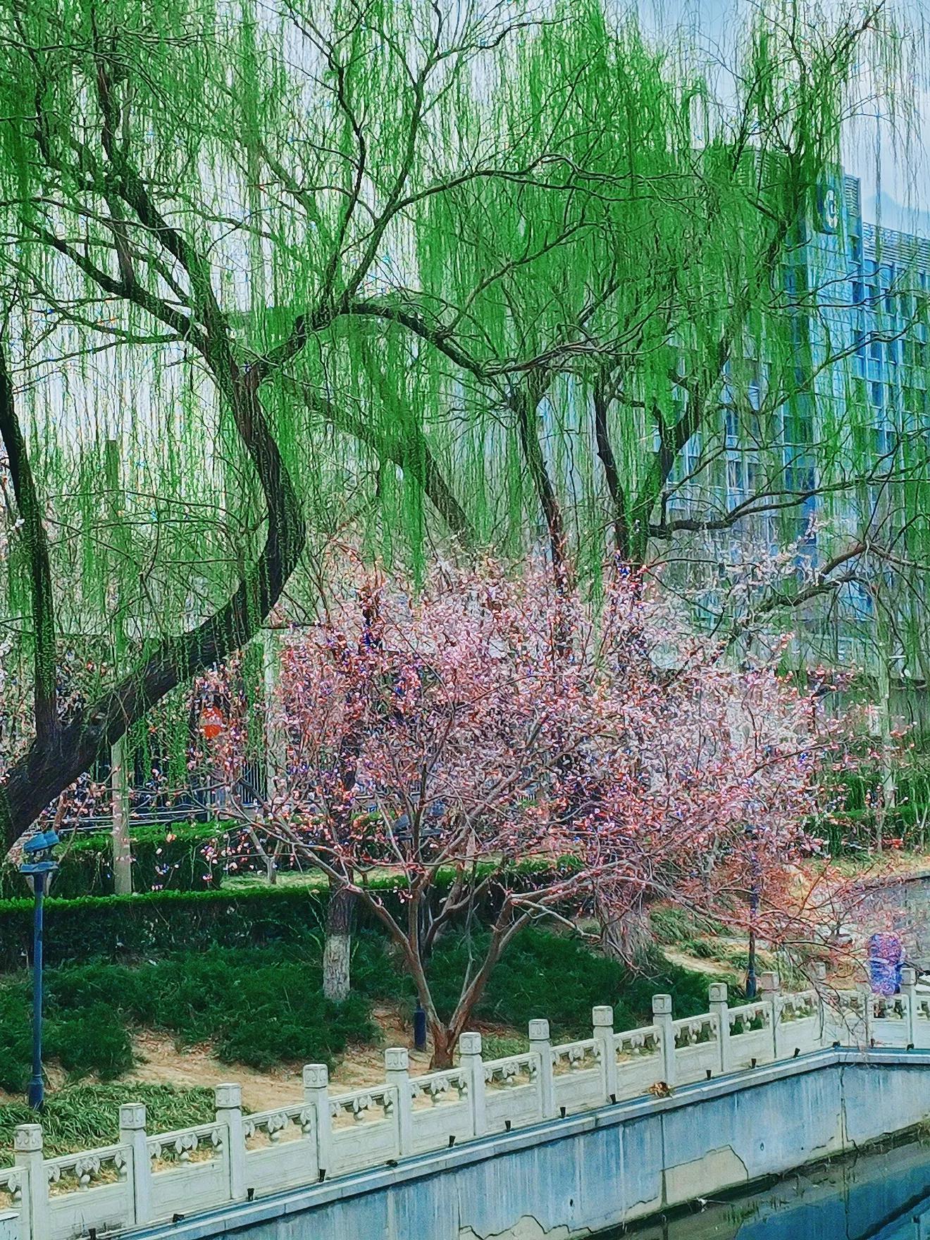 Qingqing Zijin Qingqing Zipei - iNEWS