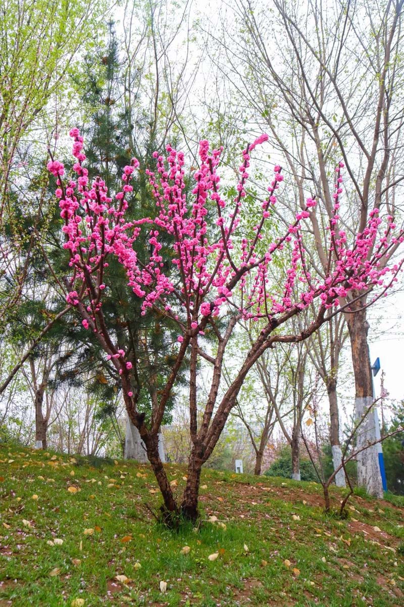 Yu Yemei is in full bloom and fighting for spring - iNEWS