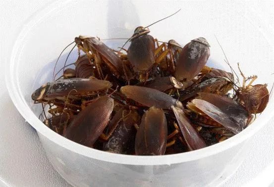 After drinking Japanese cockroach wine, we walked together on Huangquan ...