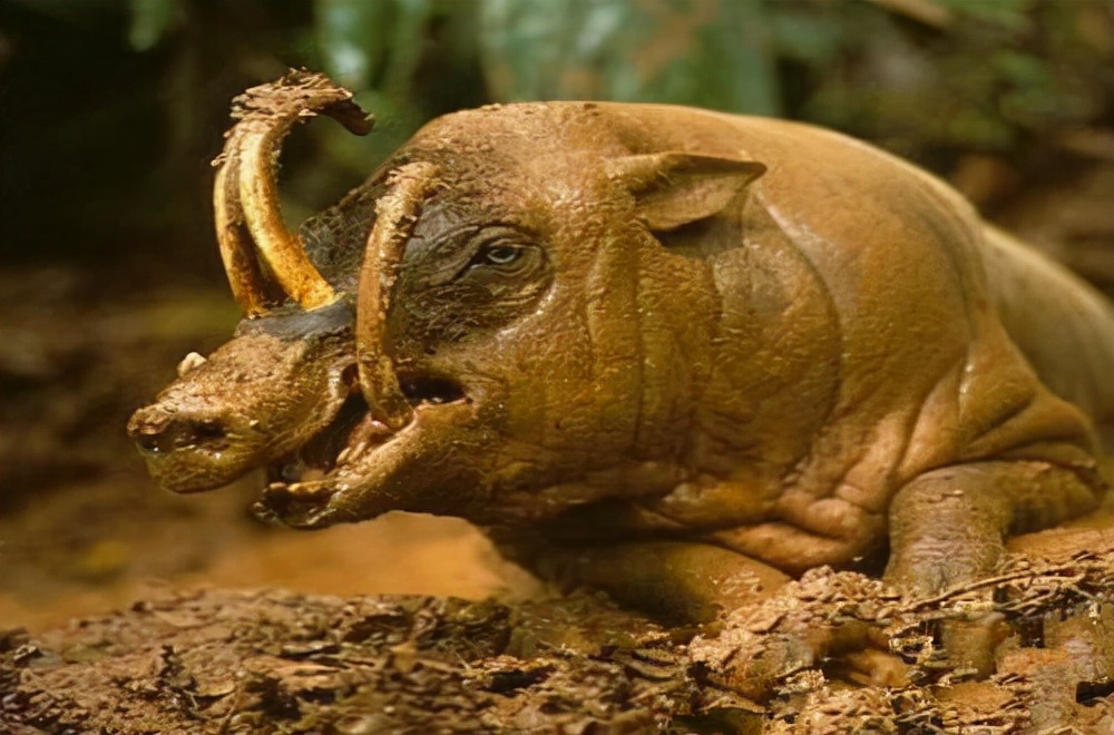 Falling into the dead end of evolution, a wild boar whose tusks are not ...