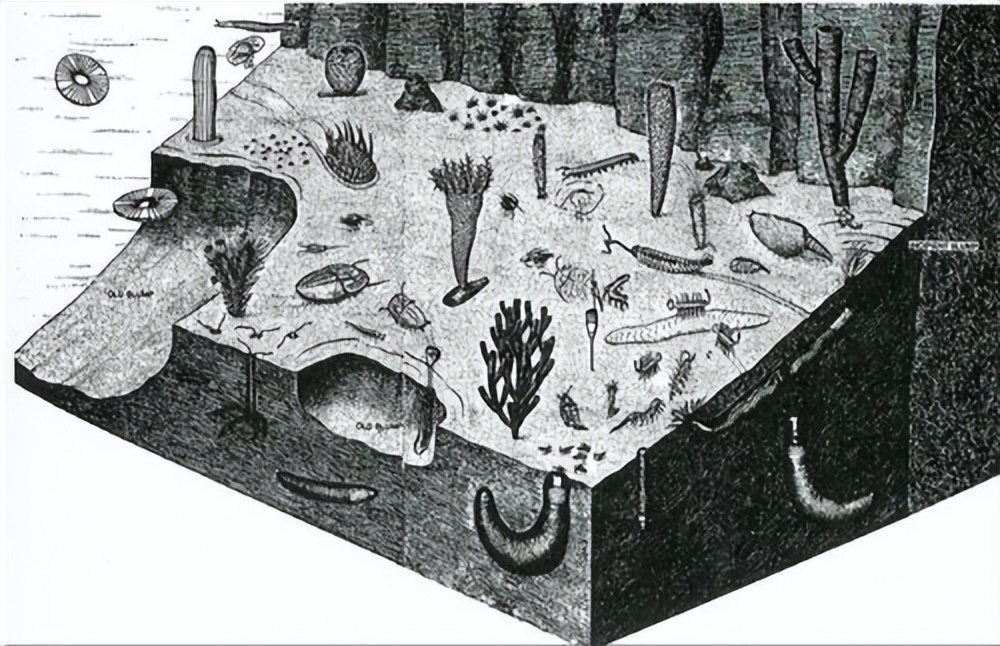 The Cambrian is an important period in geological time, mainly based on ...