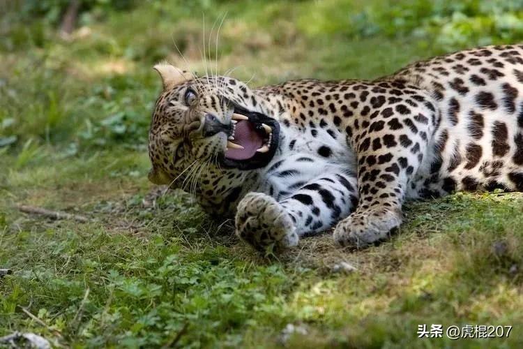 14 of the world's rarest endangered animals - iMedia