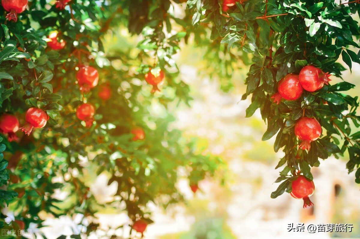 Why is Heyin pomegranate called Heyin?How did the Heyin pomegranate ...