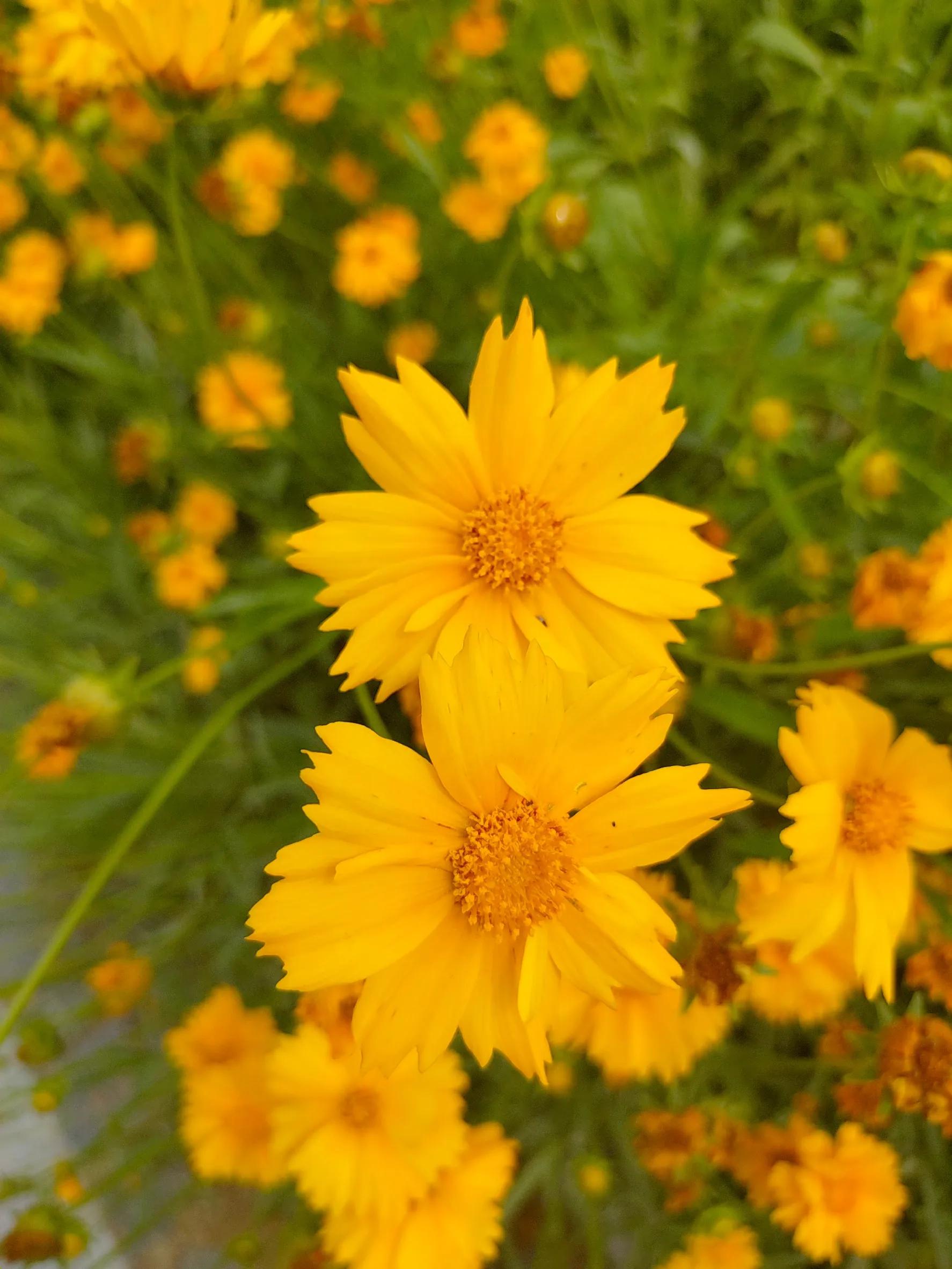 Coreopsis, blooming towards the sun, a sense of independence of the ...