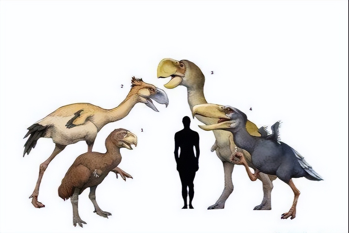 The largest bird in history, 3 meters tall and weighs 400 kilograms ...