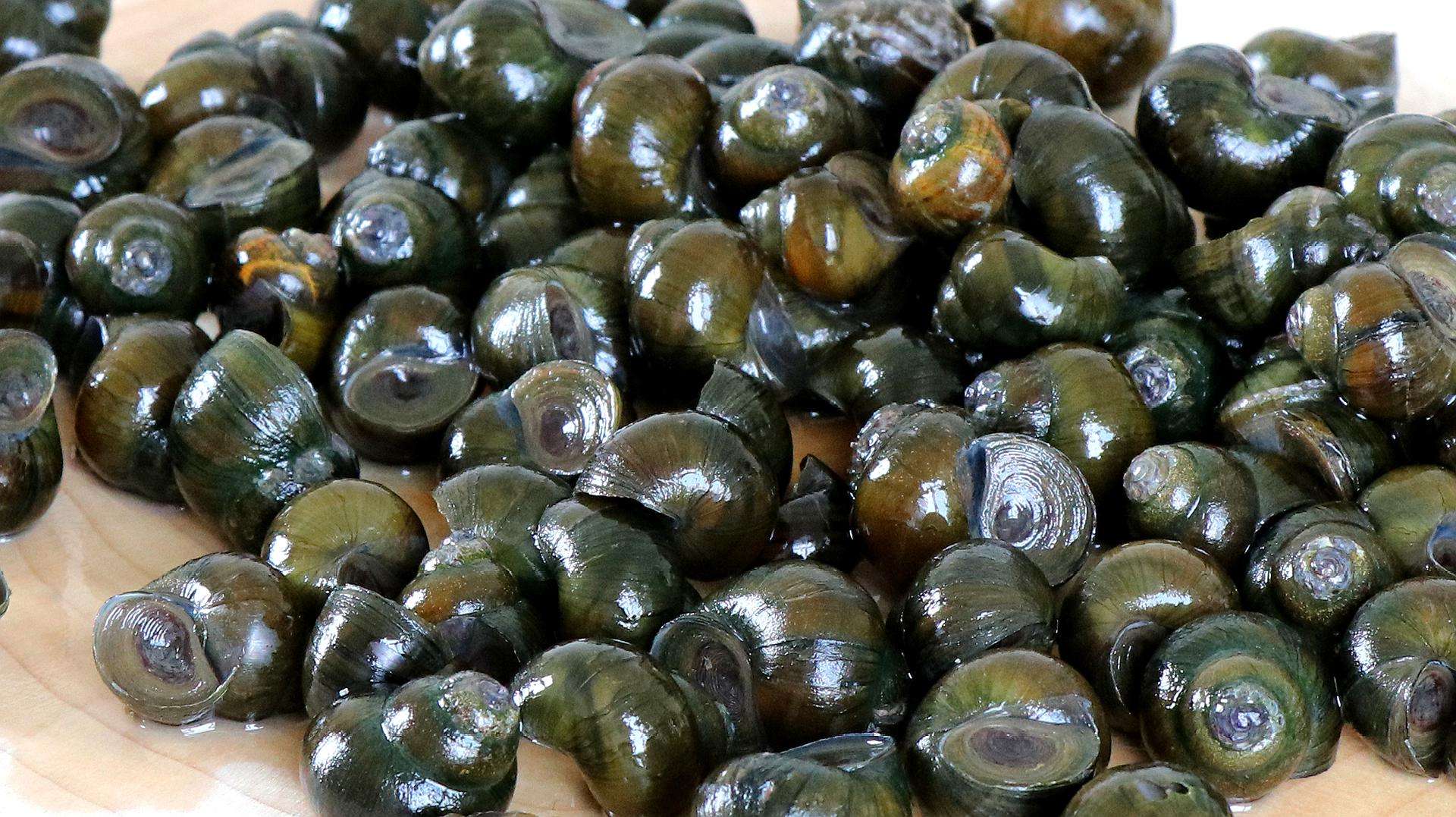 Chicken Bone Grass Snail Treats Stinging Urine - iNEWS