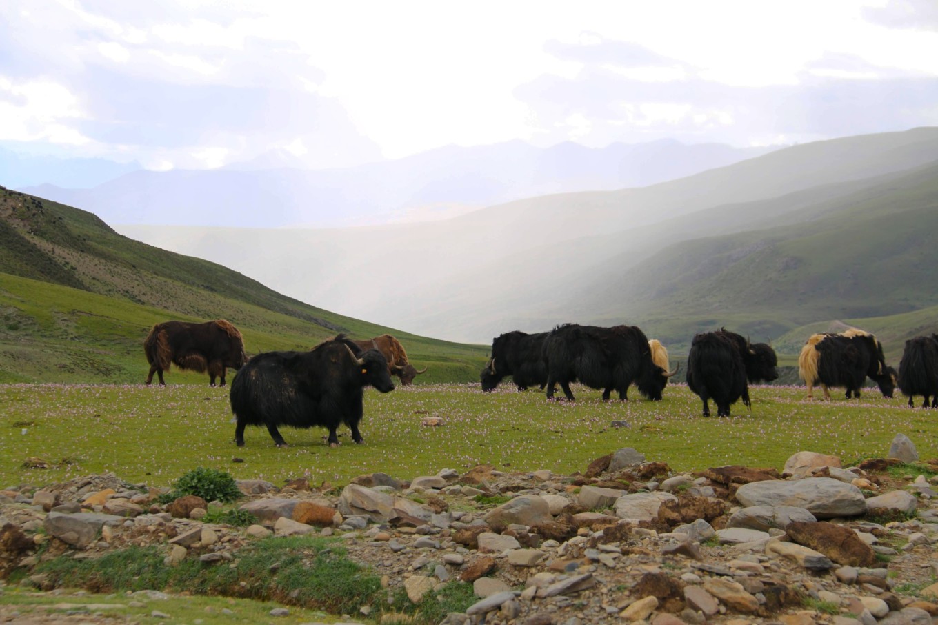 Green grass, red flowers, the home of yaks (yak herd) - iNEWS