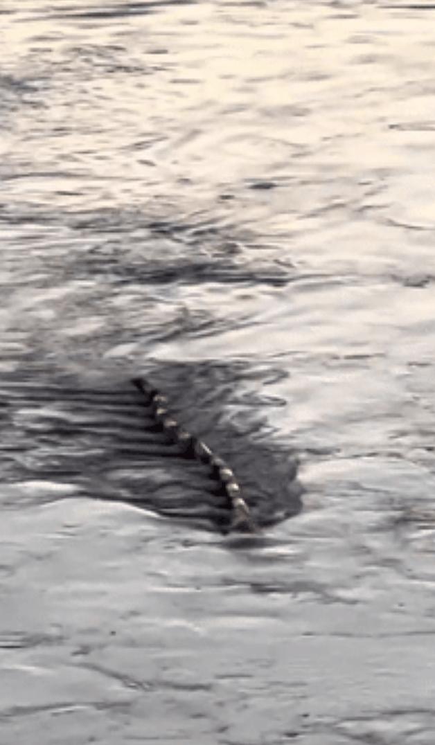 Case solved!The real body of the "water monster" on the Han River in ...