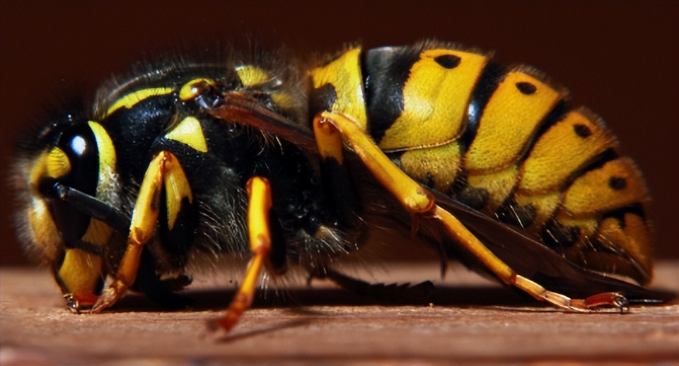 Observational analysis of patterns of pollen and nectar collection by ...