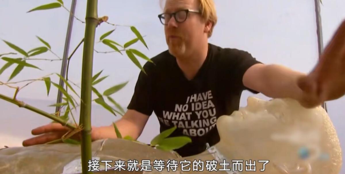 Lishui 1 bamboo drilled a utility pole, penetrating 9m, the Mythbusters ...