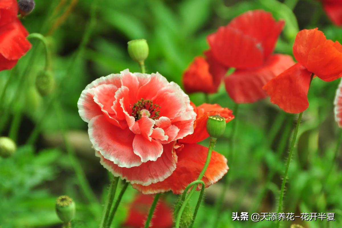 Summer maintenance of aestivation plants must pay attention to watering ...