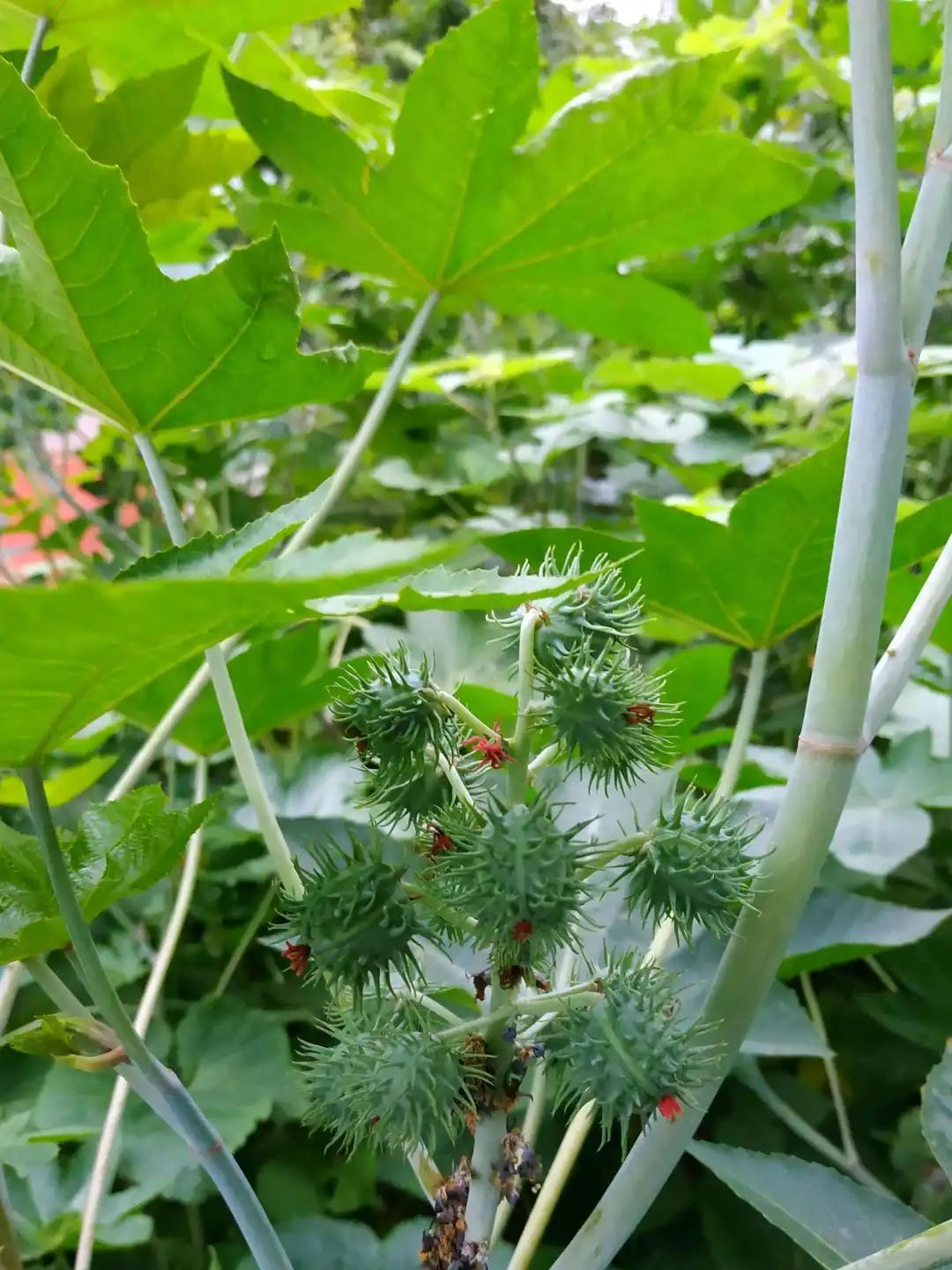 Why is castor plant a biological weapon? In the past, it was roasted ...